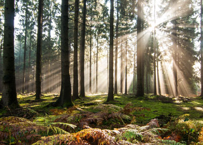 Deer Stalking I The Deer HUB - Game-changing Solutions