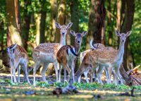 DSC1 Explained | The Deer HUB – Ethical Deer Stalking