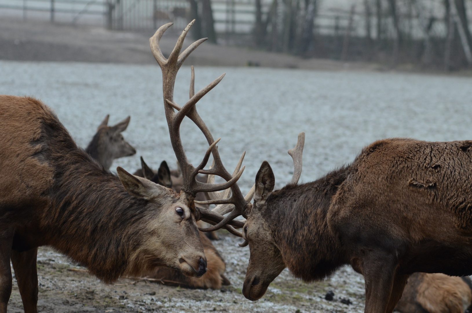 Deer Stalking, Deer Management and Venison | The Deer HUB – Game ...