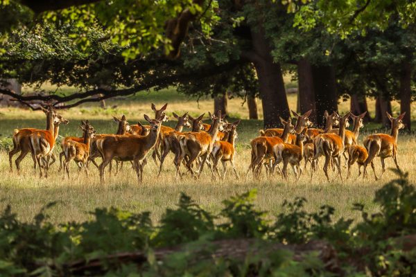 DSC1 Explained | The Deer HUB – Ethical Deer Stalking