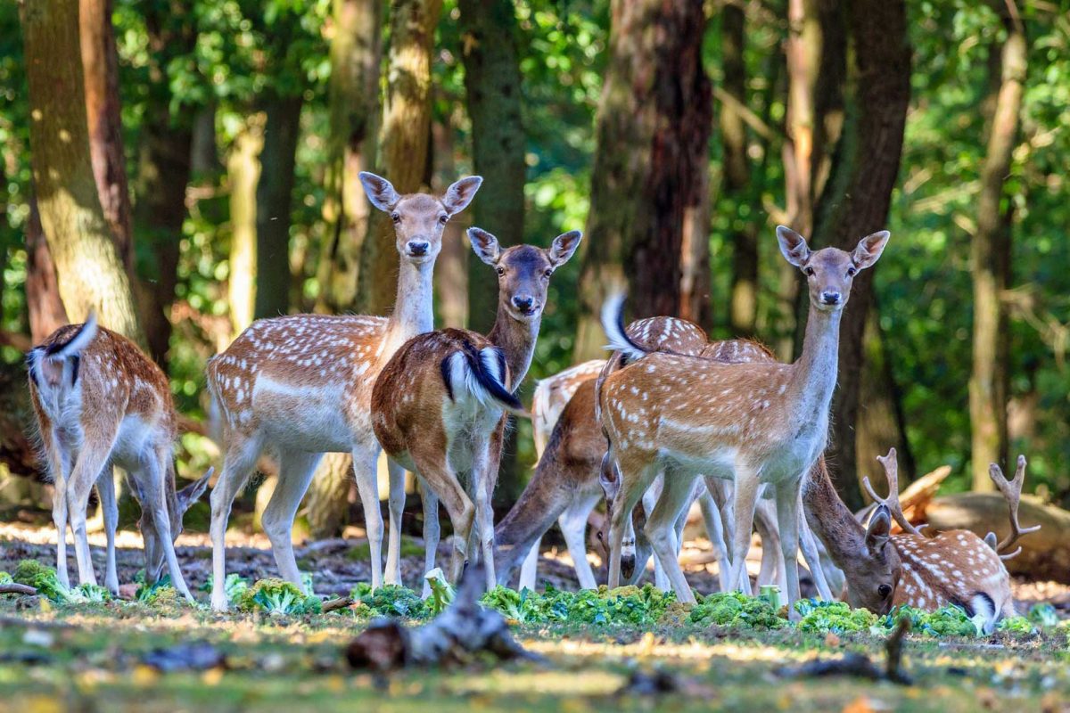 Effective Deer Management | The Deer HUB – Ethical Deer Stalking