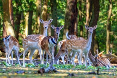 DSC1 Explained | The Deer HUB – Ethical Deer Stalking
